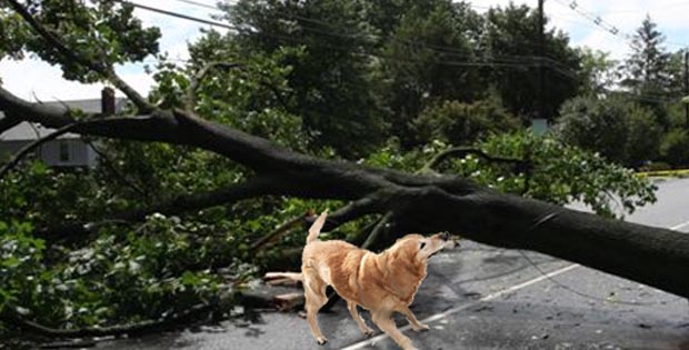 Dog Saves Man from Falling Tree - Tree Cutting | Treecutting